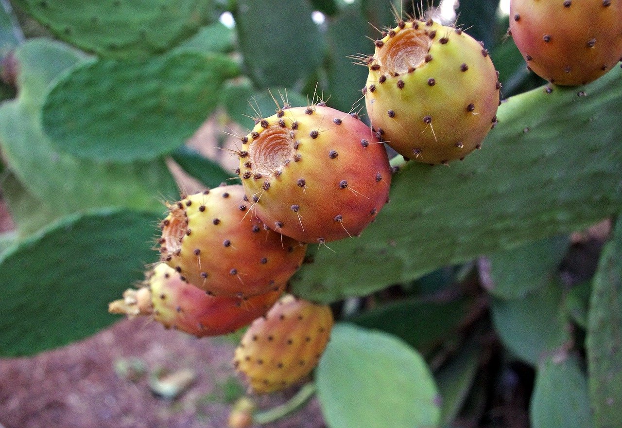 Sicilian prickly pear mostarda, the original recipe to make it at home