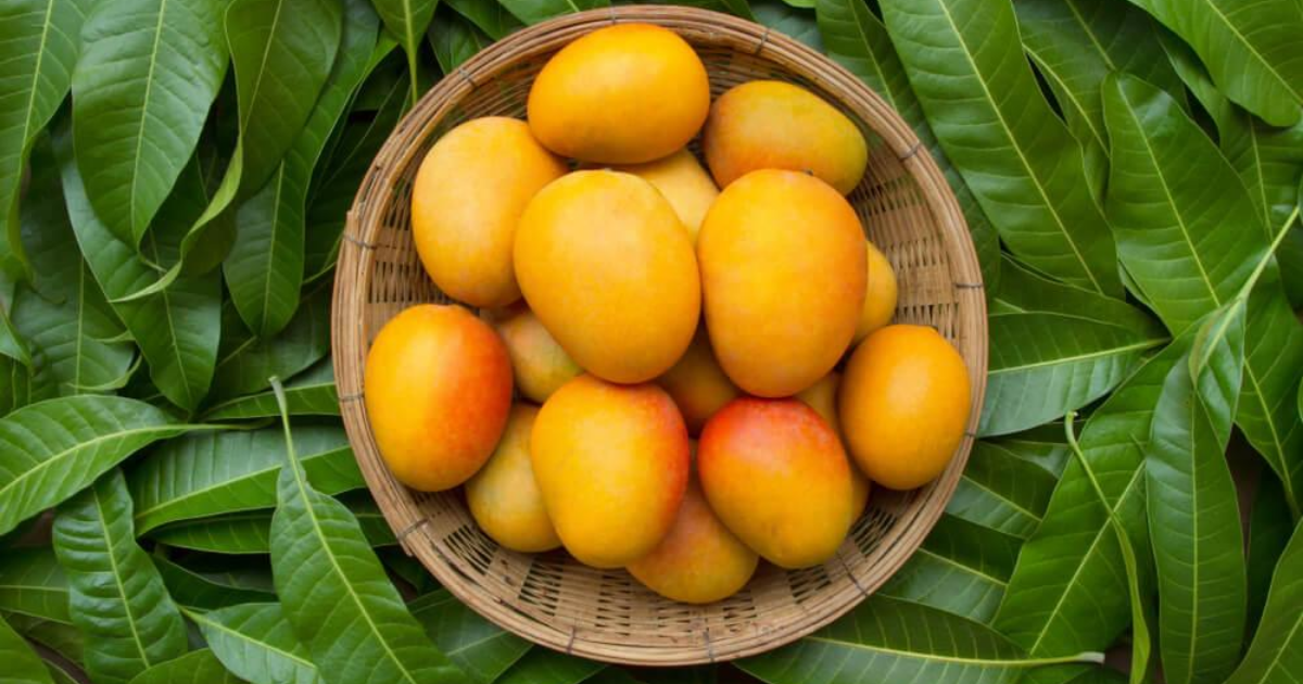 Tutto quello che devi sapere sul mango: proprietà nutrizionali, benefi